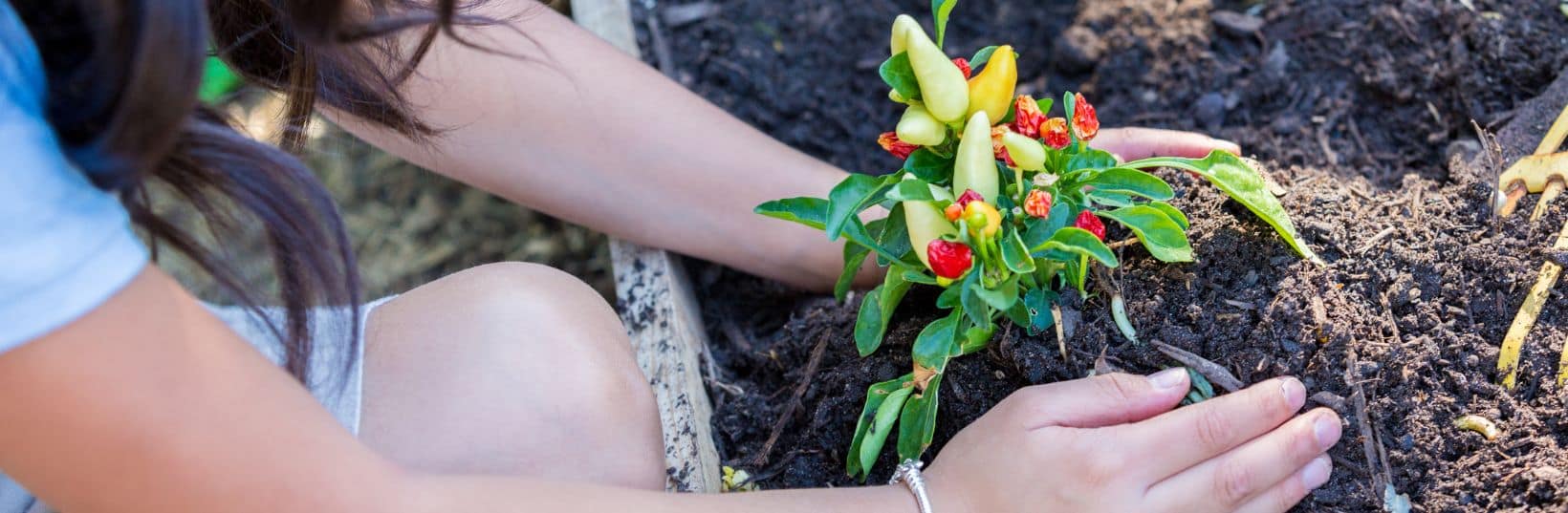 Planting Guides - Gardening Aesthetics